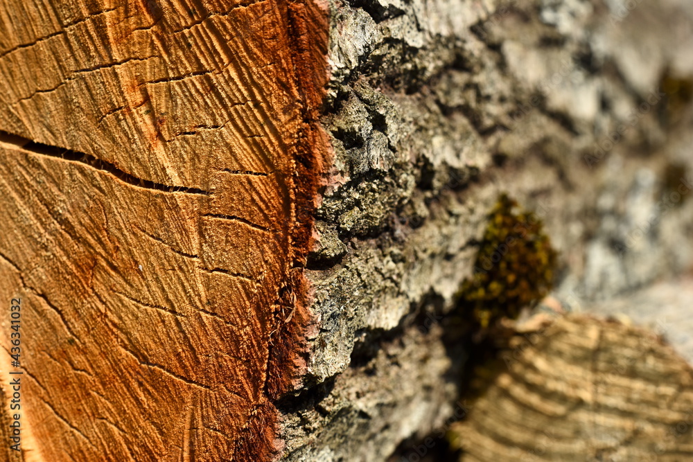 Cross section of tree trunk, sawn wood. Cross sectional cut end of log ...