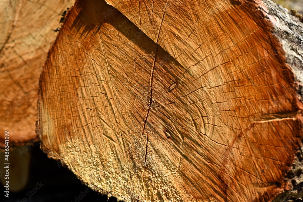 Cross section of tree trunk, sawn wood. Cross sectional cut end of log ...