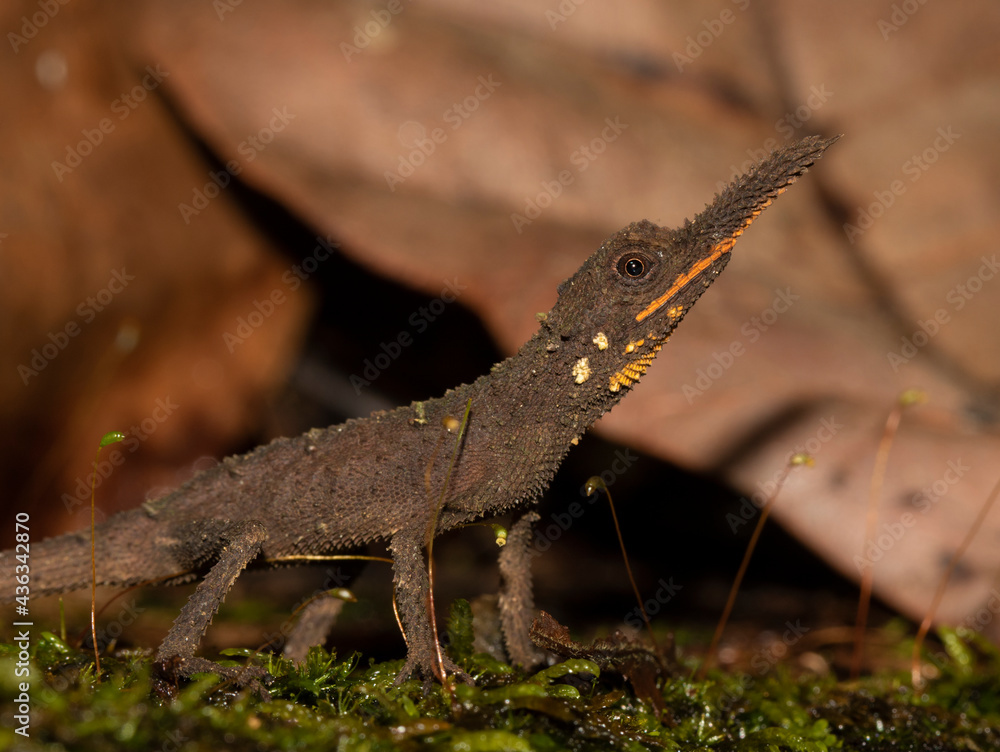 garden lizard; close up of a lizard; horned lizard; leaf nosed lizard ...