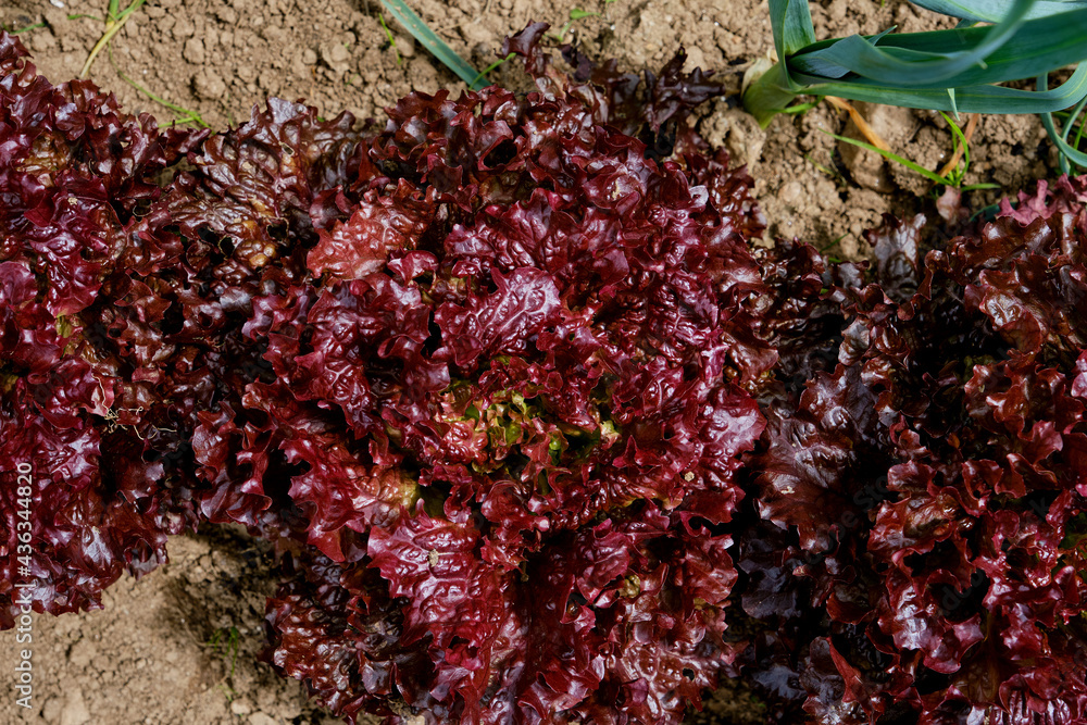 Lollo Rossa red leaf lettuce Stock Photo | Adobe Stock