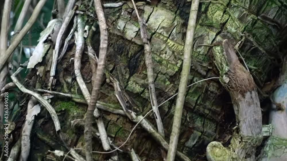 Liana and roots on tropical trees in the jungle. Jungle vegetation and ...