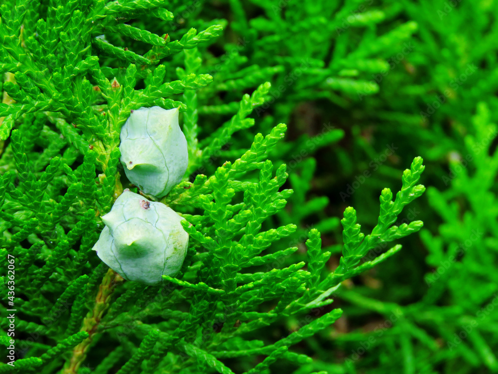 Thuja plant with seeds, Chinese Arborvitae, thuja Orientalis or ...