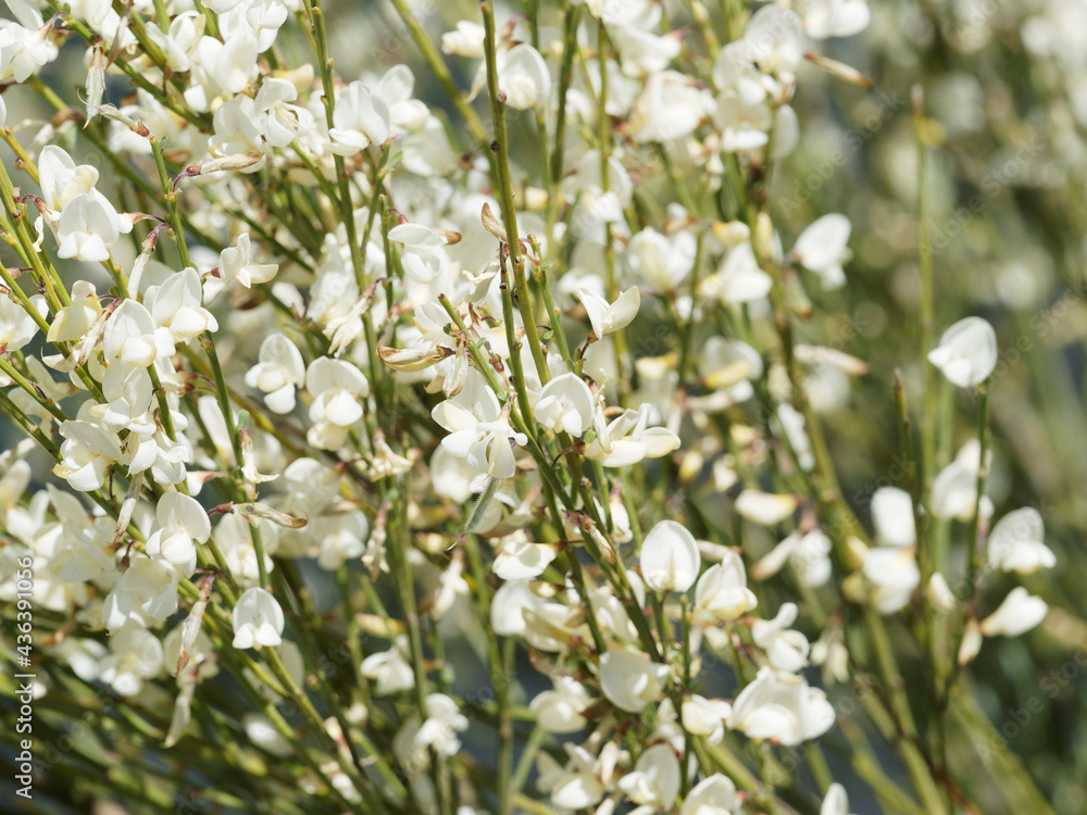 Cytisus x praecox "creamy white" | Genêt blanc ou genêt précoce à fines ...