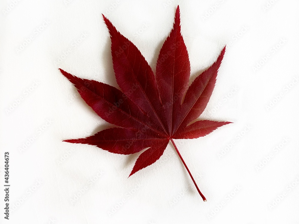Beautiful tiny deep red Japanese maple leaf, isolated. The Bloodgood is ...