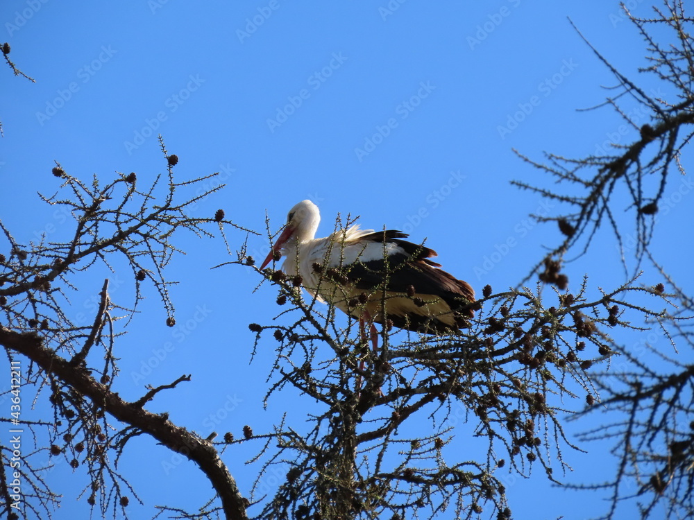 Stork standing high on top of leafless larch tree in early spring in ...
