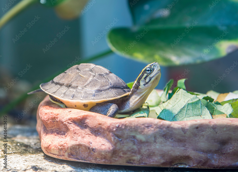 Malayan Box Turtle