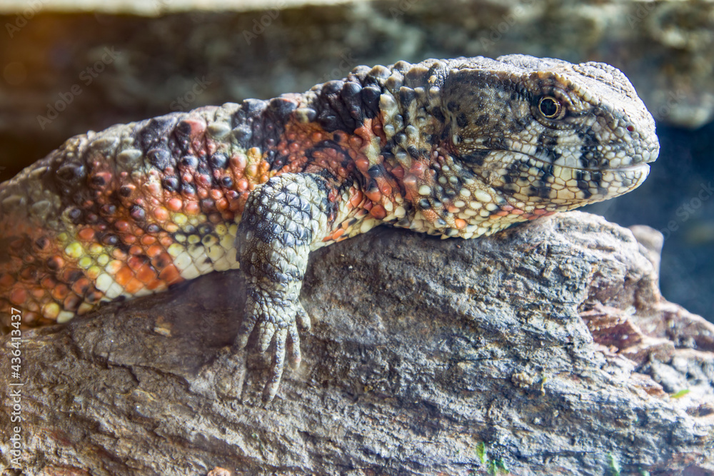 The Chinese crocodile lizard (Shinisaurus crocodilurus) is a ...