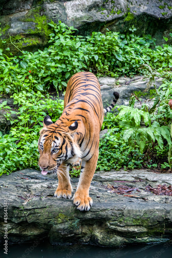 The Malayan tiger in the water, it is a tiger from a specific ...