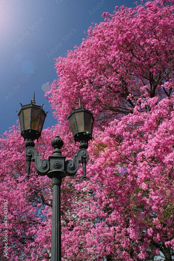 Beautiful flowered lapacho tree next to a classic vintage plaza lantern ...
