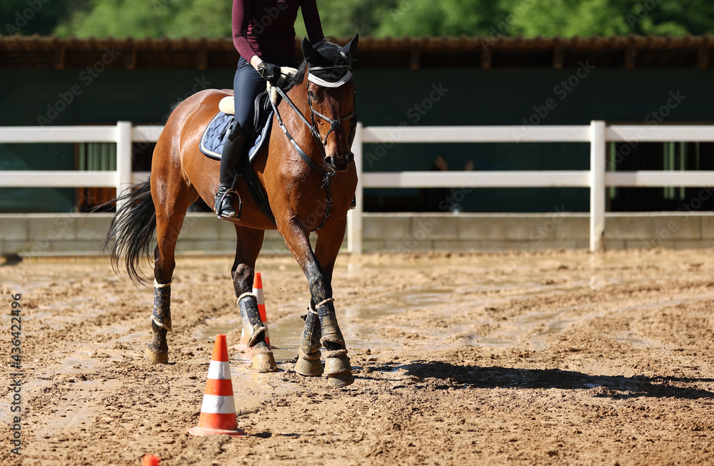 Horse doing ground work in serpentine lines around pylons, shot from ...