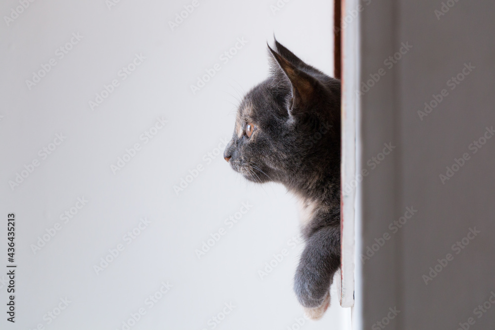 Cat staring at the horizon. Comfortable pet in a place in the house ...