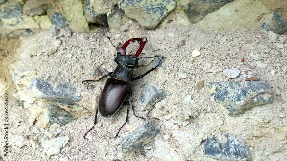 A stag beetle crawls on the street. A stag beetle with horns crawls on ...