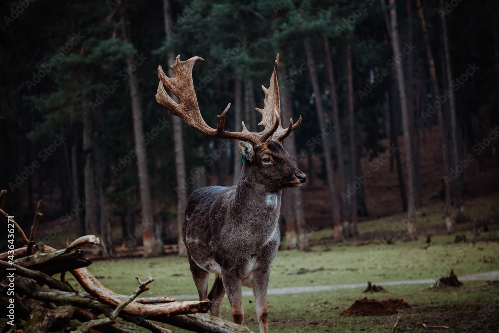 Rotwild Hirsch Stock Photo | Adobe Stock