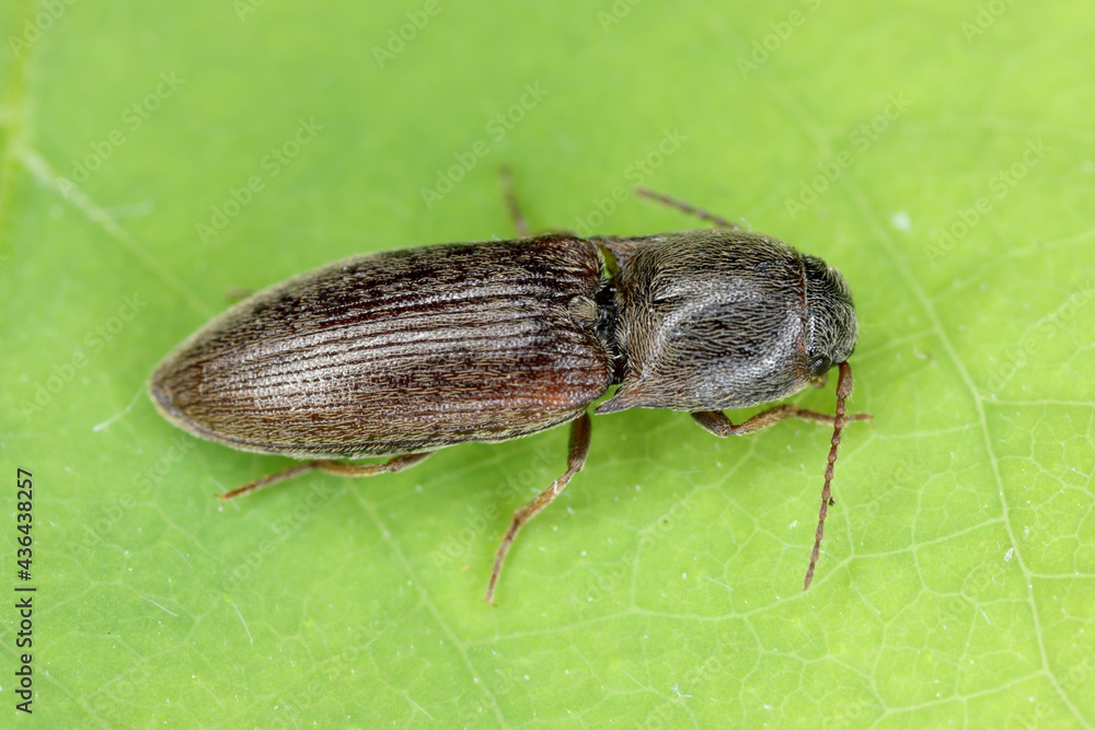 Agriotes sputator brown-black beetle, a pest of cereals and other crops ...