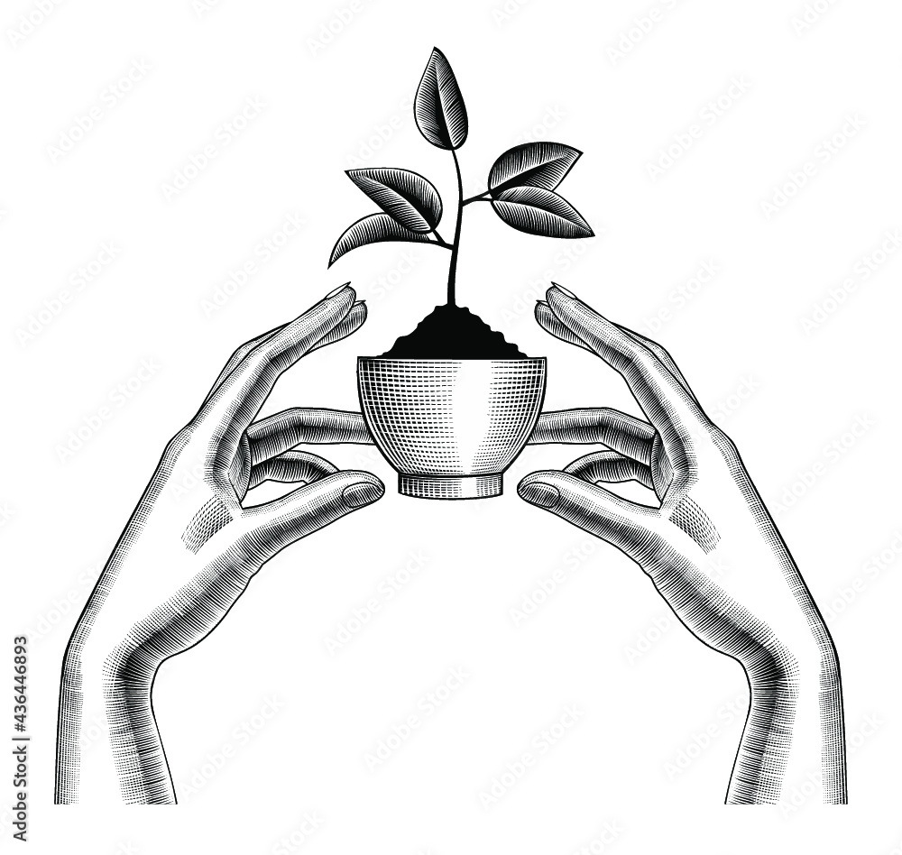 Female hands hold a plant with a growing young shoot or sprout. Vintage ...
