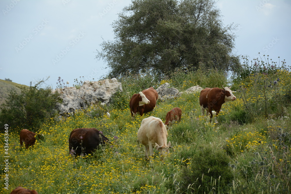 Cattle grazing on the green hills of Galilee under Arbel mount. Arbel ...