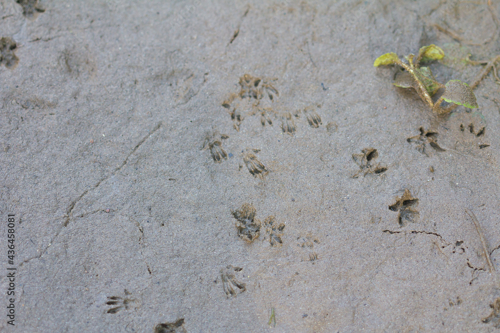 Brown rat (Rattus norvegicus), footprint in the mud, concept tracks and ...