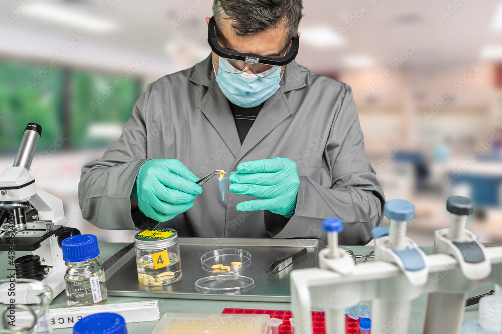 Forensic scientist analyses larvae from a cadaver in a murder case in ...