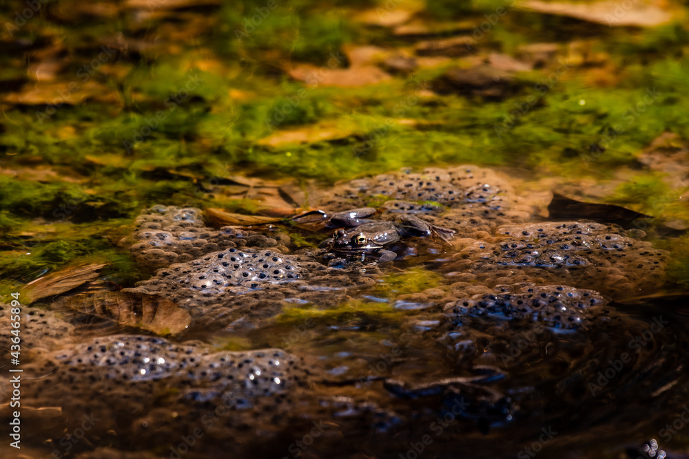 Wood Frog Egg Clutch at Marjorie Lockett blog