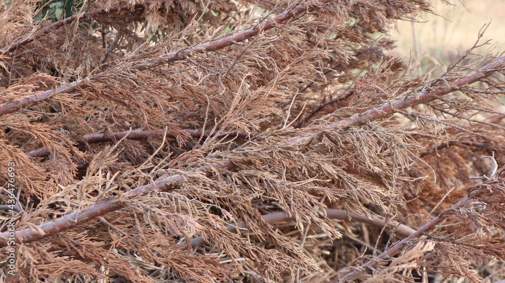 Dried brown pine tree branches in nature. Dried pine needles background ...
