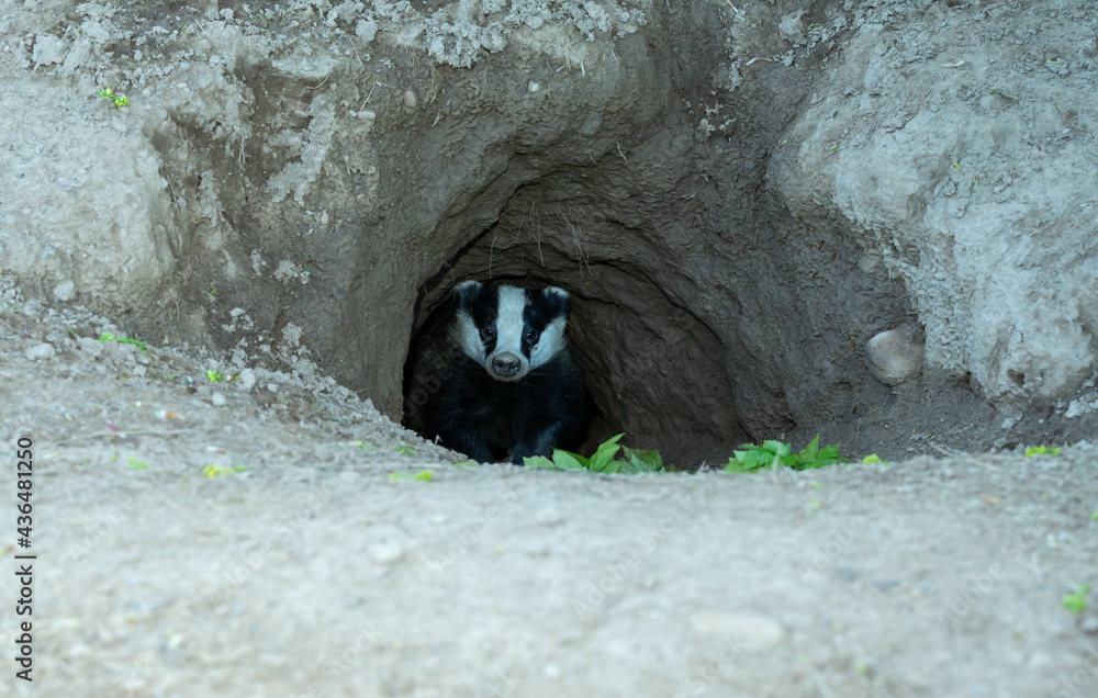 Badger, wild, native, Eurasian badger just about to emerge from the ...