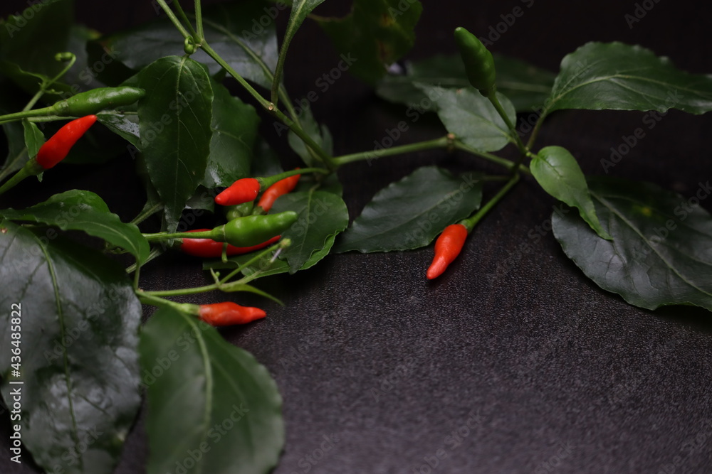 Indian red bird eye chilly with single point focus with black ...