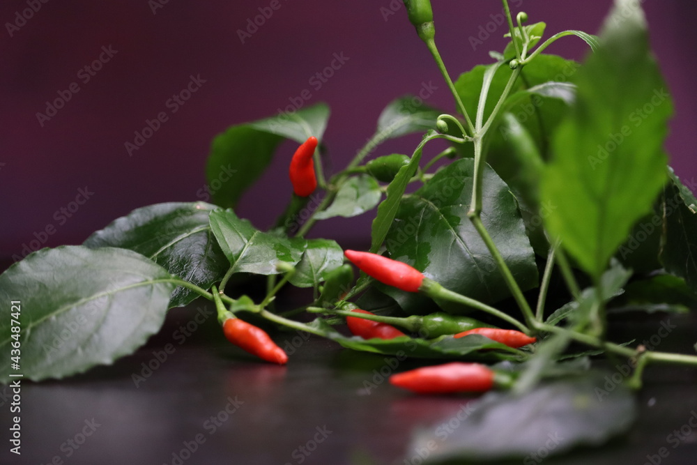 Indian red bird eye chilly with single point focus with black ...