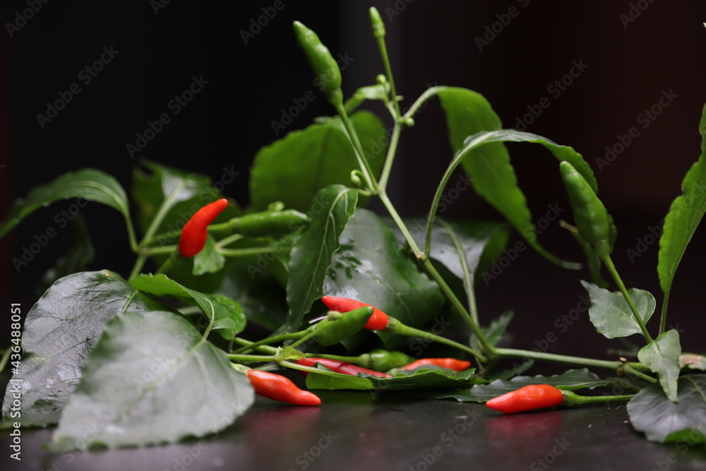 Indian red bird eye chilly with single point focus with black ...