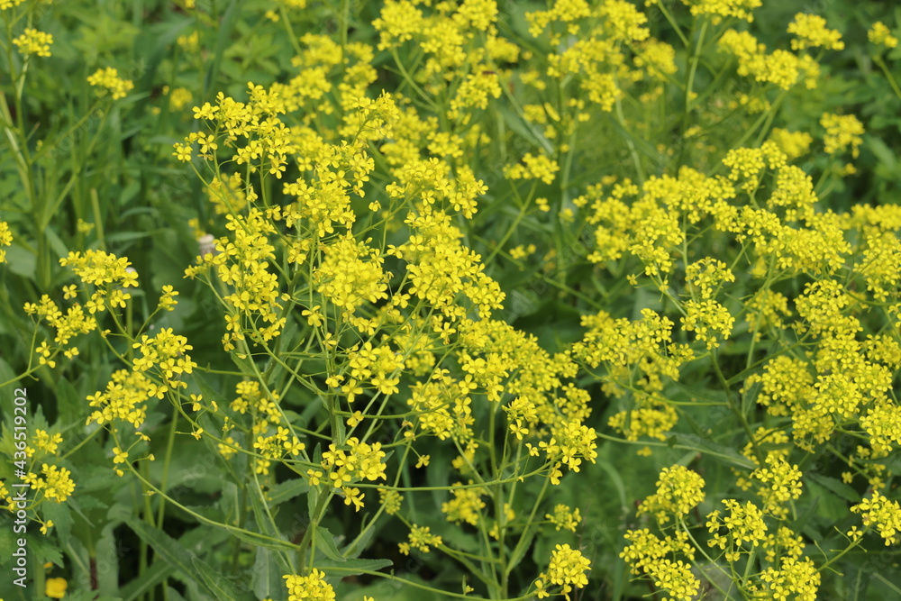 Yellow flowers of sverbig orientalis, Bunias orientalis, yellow ...