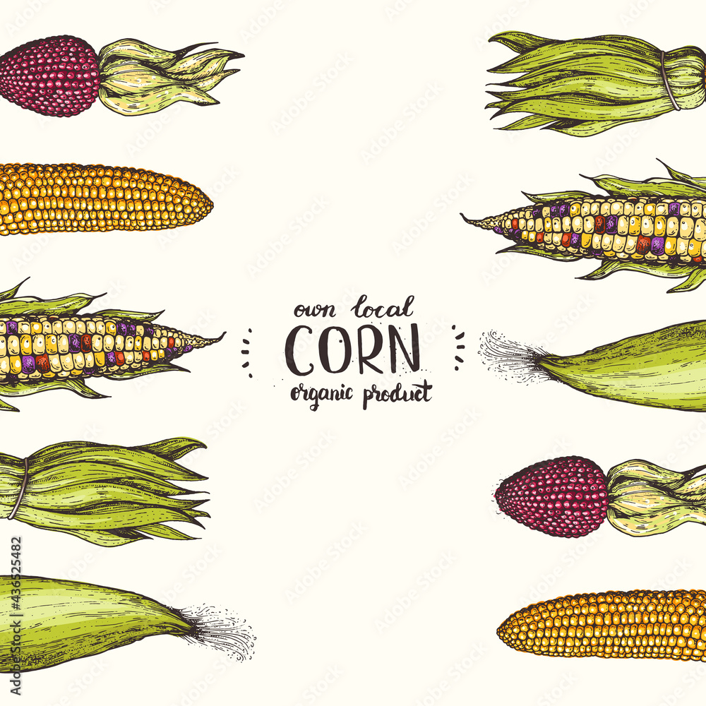 Corn on the cob hand drawn vector illustration. Top view frame. Corn ...