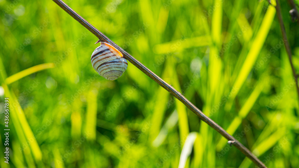 Snail plantation. A snail in a shell on a branch in the garden Stock ...
