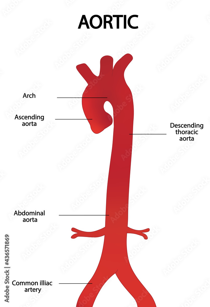 Aortic Anontomy. Aortic artery strucutre illustration Stock ...