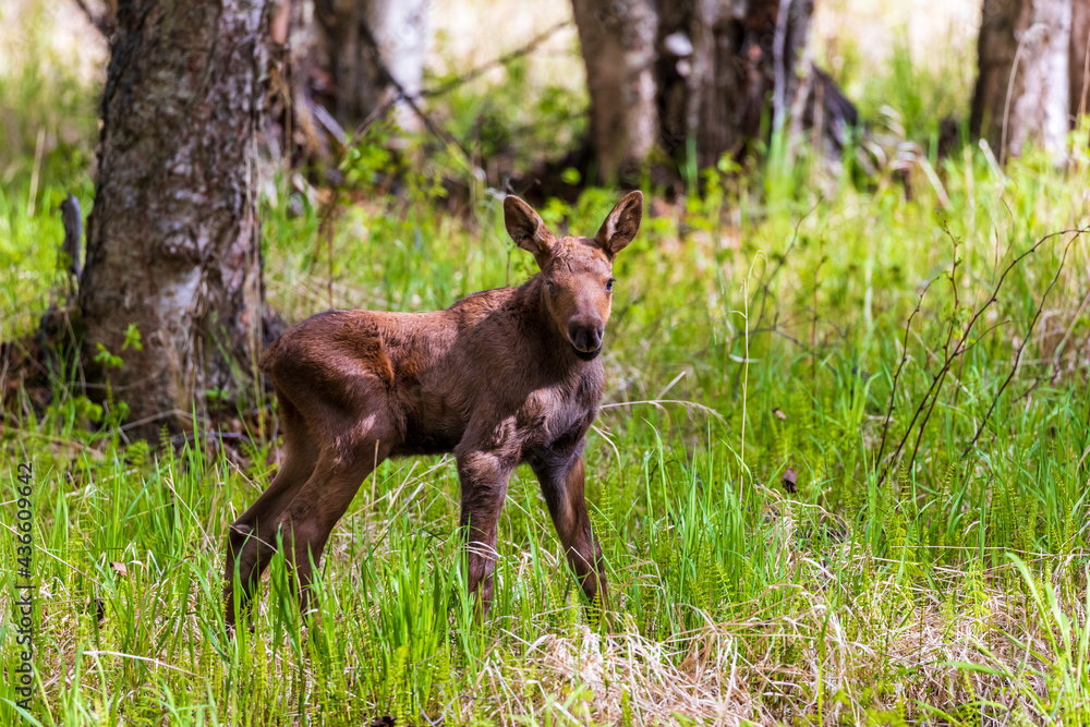 Newborn Moose