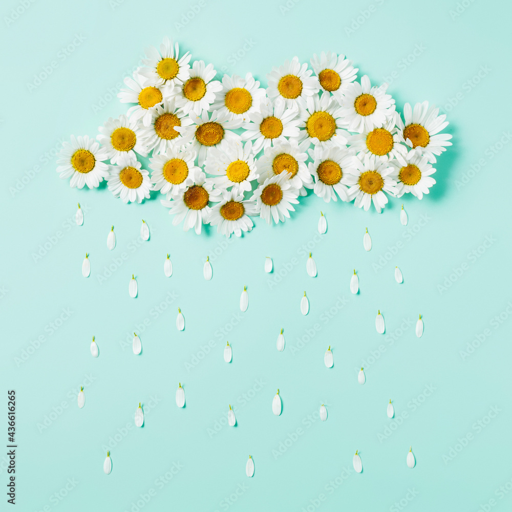 Cloud made with daisy flowers and rain drops made of petals isolated on ...