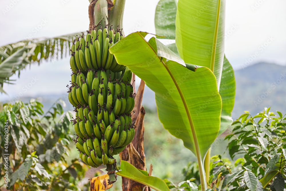 Green tropical banana is growing at a palm tree at mountain region of ...