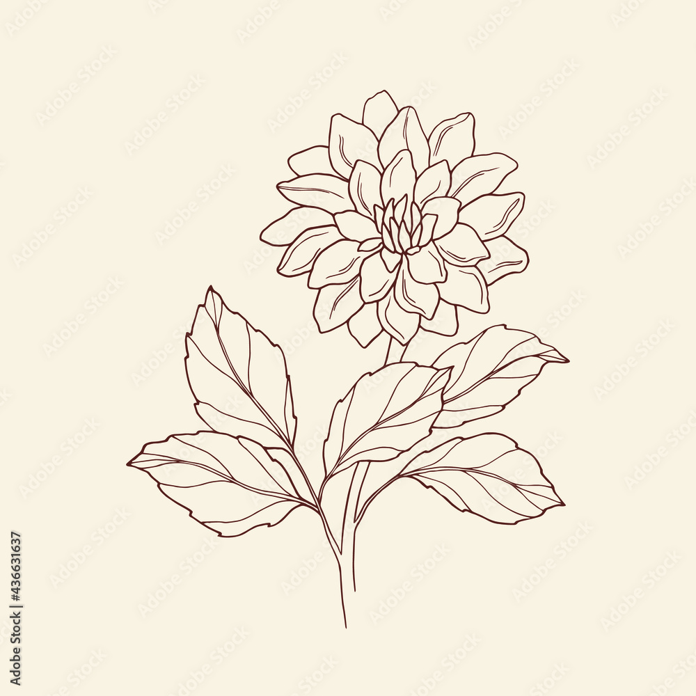 Hand drawn dahlia illustration Stock Vector | Adobe Stock