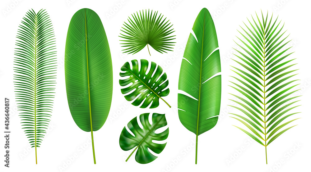 Exotic foliage and tropical leaves, isolated set of flora in different ...