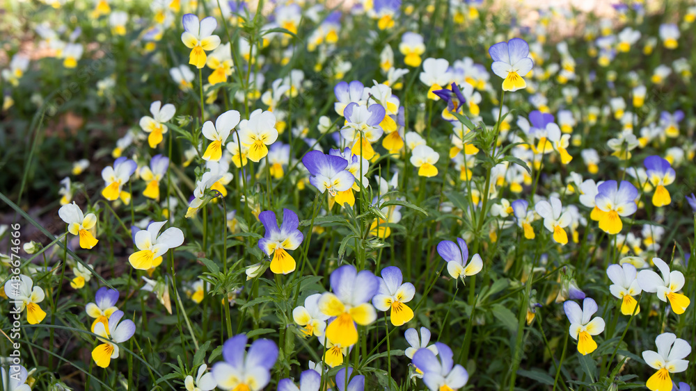 Bright purple spring flowers (Viola sylvatica) in the forest. May ...