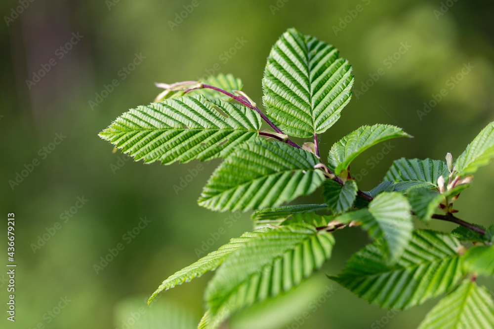 Carpinus Betulus Leaf