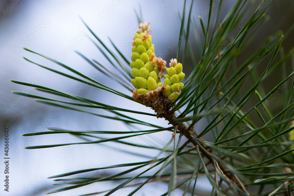 pinus resinosa. young tender cones on a pine branch in the forest ...