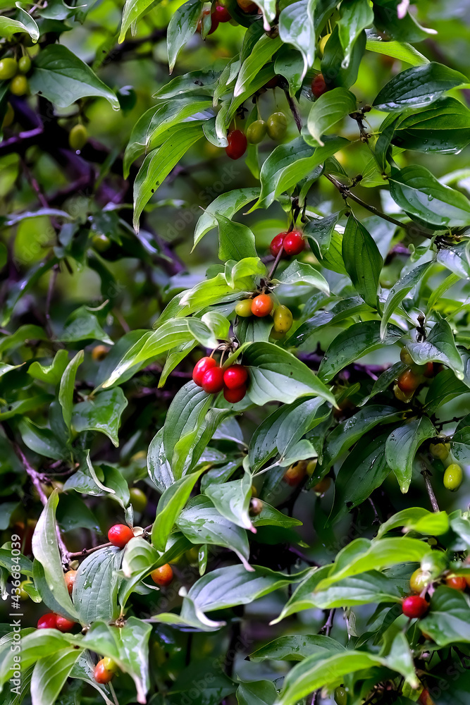 Ripe and unripe fruits of Cornelian cherry or Cornel cherry, branch of ...