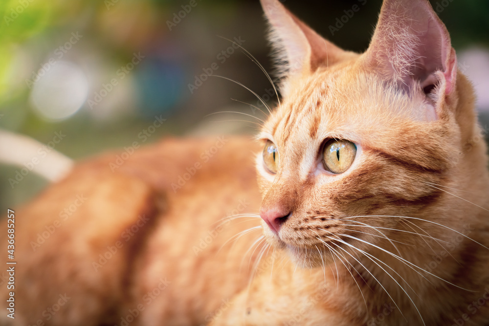 The young ginger cat looks to the side and sits on the ground. Portrait ...
