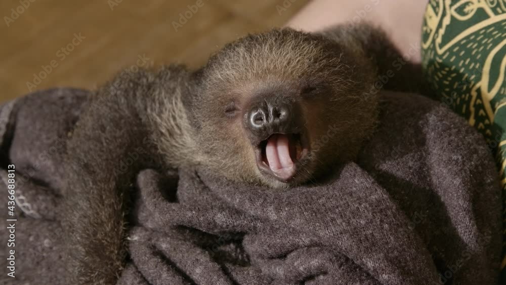 Baby Sloth Yawning
