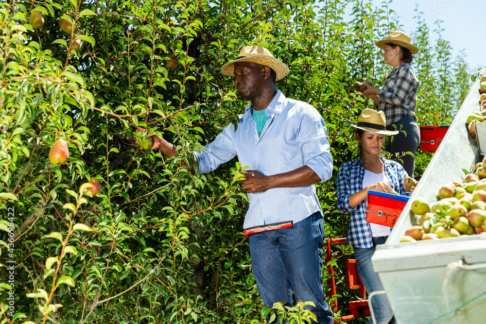 International group of people gathering in crops of ripe pears, using ...