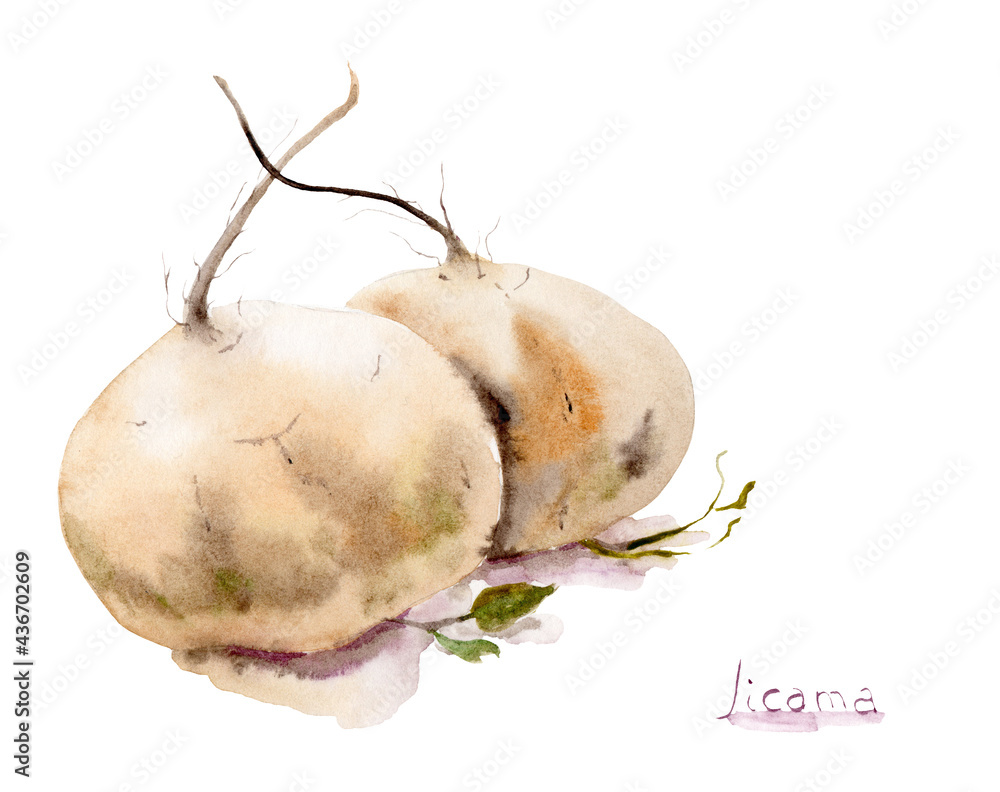watercolor drawing of vegetables - whole jicama, sketch Stock ...