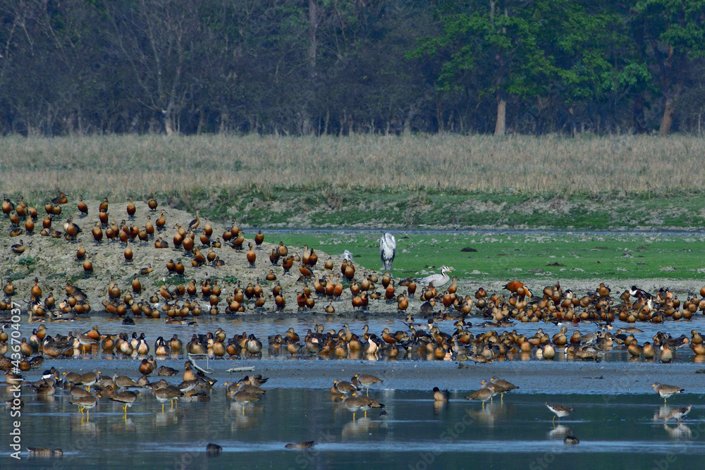 Flocks Of Various Species Of Migratory Birds Are Resting In The Wetland ...