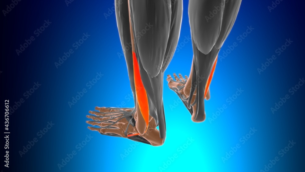 Fibularis brevis Muscle Anatomy For Medical Concept 3D Stock ...