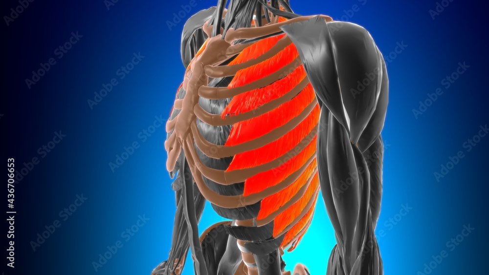 External Intercostals Model