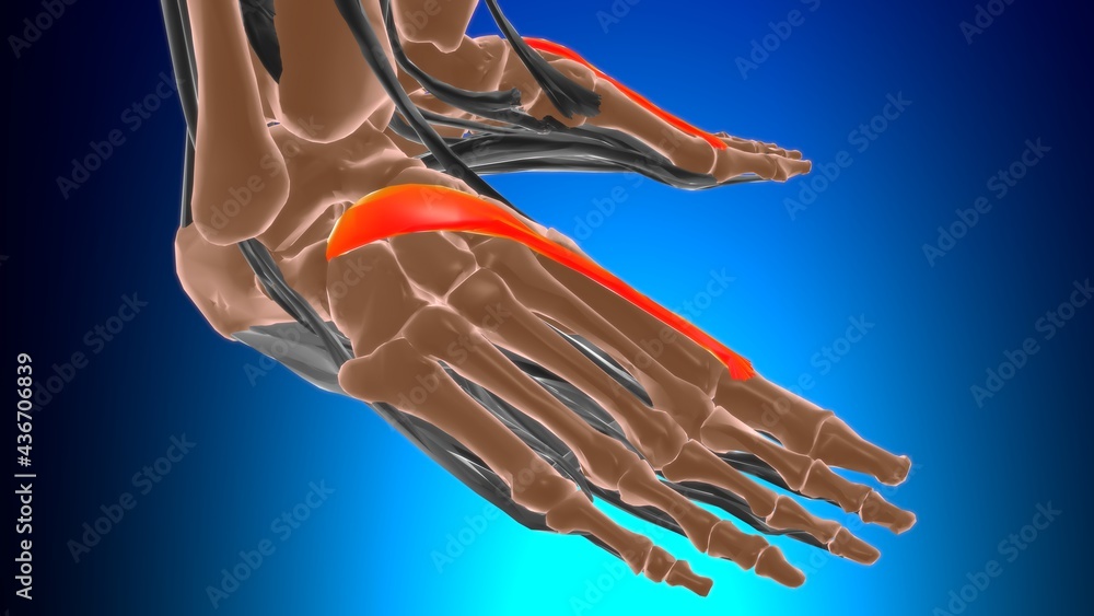 Extensor hallucis brevis Muscle Anatomy For Medical Concept 3D Stock ...