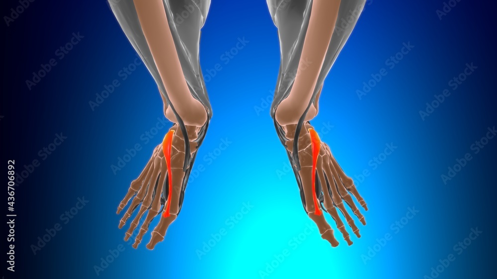 Extensor hallucis brevis Muscle Anatomy For Medical Concept 3D Stock ...